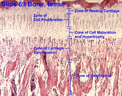 Endochondral Bone Formation Histology